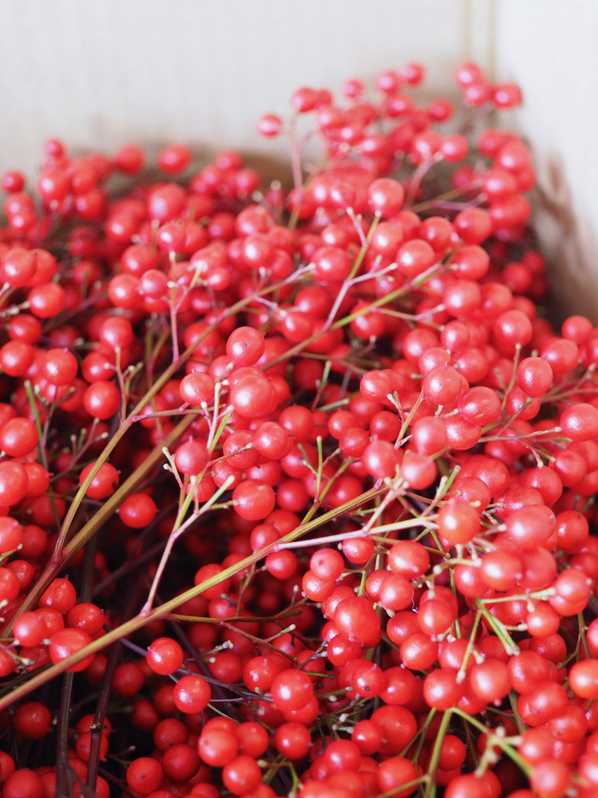 12月 « 2022 « フラワーアレンジのご依頼は フラワーアレンジ may fleur[メイフルール]